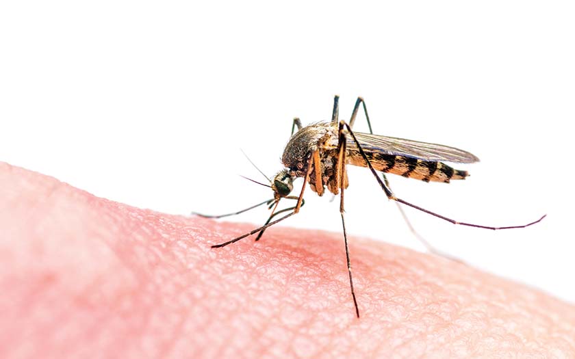 Four Ways to Keep Zika at Bay - NaturalHealth - Healthy, Beauty ...